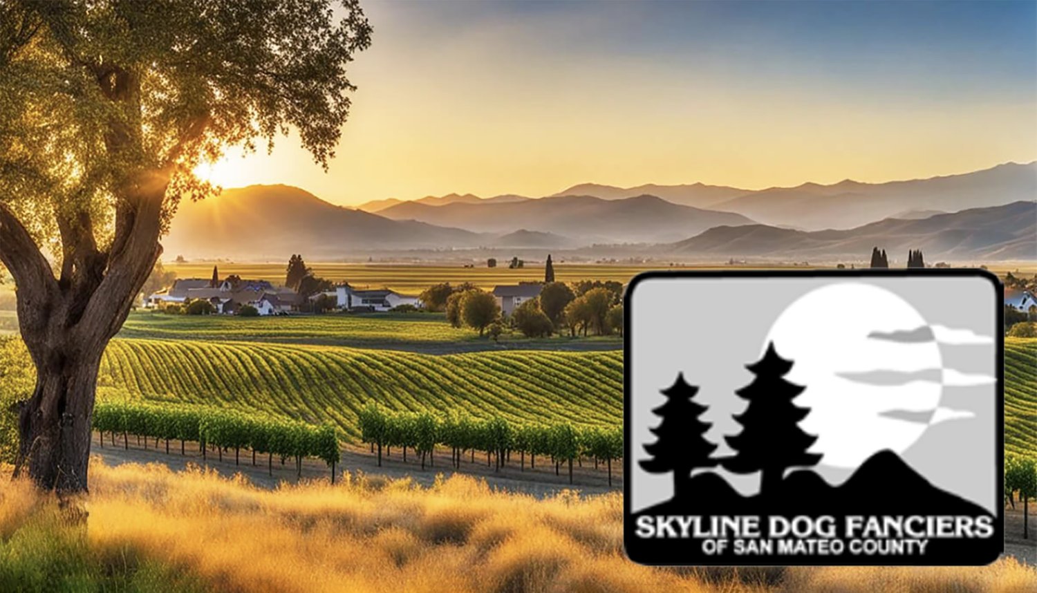 SKYLINE DOG FANCIERS ~ FRIDAY 10.18.24 - Show Picture Galleries - Best ...