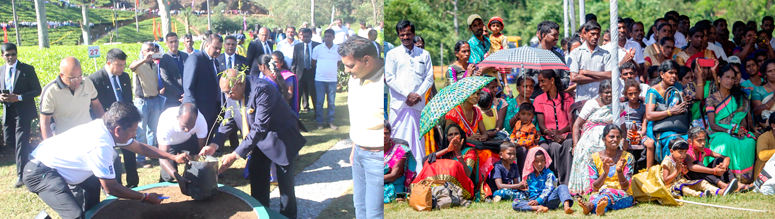 Hayleys Plantations celebrates employees with Best Tea Plucker ...