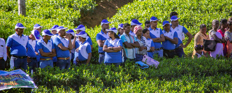 Hayleys Plantations celebrates employees with Best Tea Plucker ...