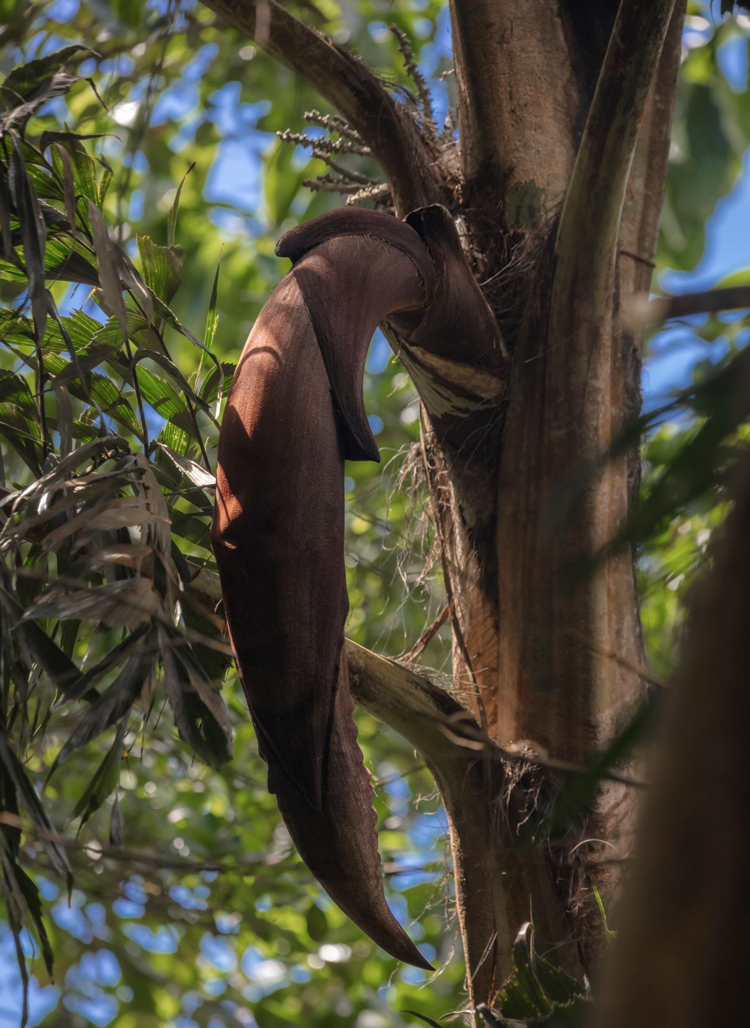 rāgā Elevates Sri Lankan Kithul Industry to The Next Level - Adaderana ...