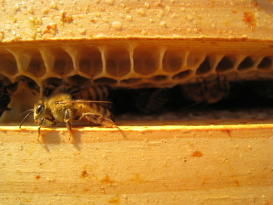 Beekeeping 101