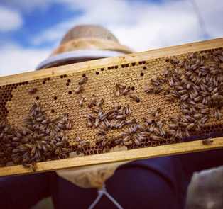 Honey Tasting and Apiary Tour