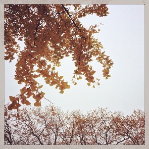 In Person: Become an Ace Leaf Peeper