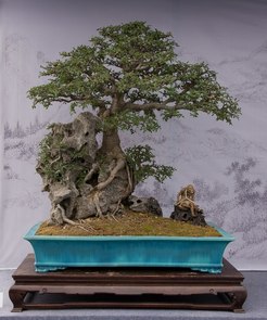 Bonsai Rock Planting