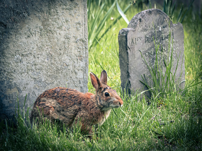 The Guardians of the Graveyard: Animals in American Cemeteries (In Person)