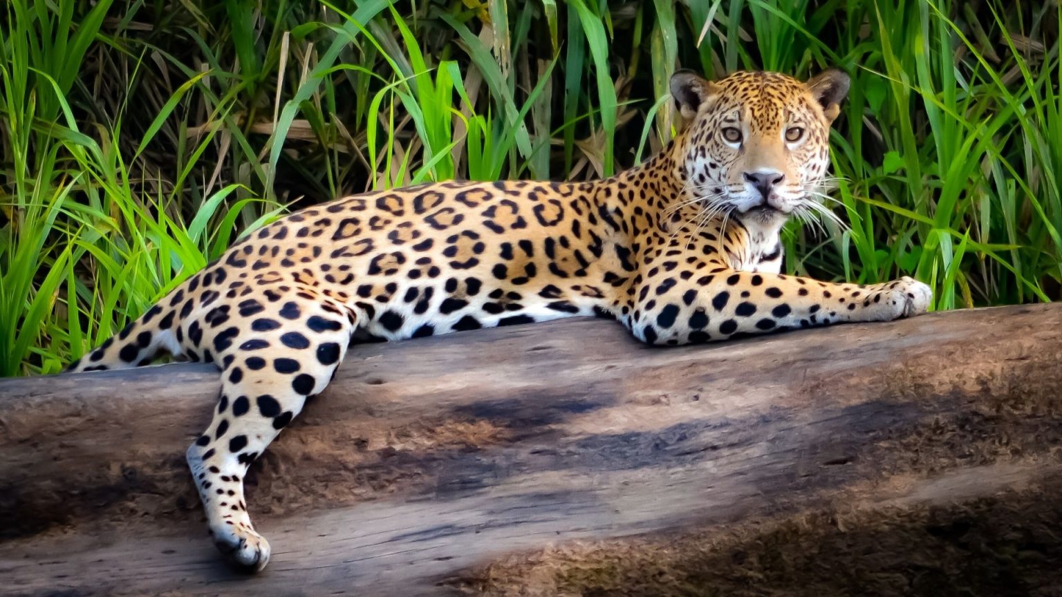 Curiosidades sobre os animais típicos do Brasil