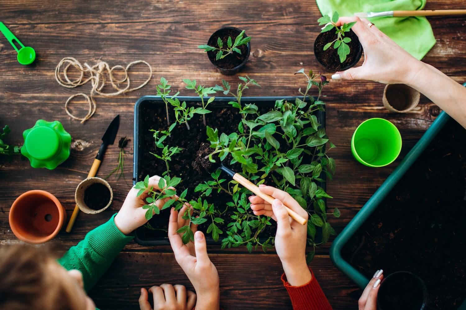Como fazer uma mini horta em casa com as crianças | Dentro da História