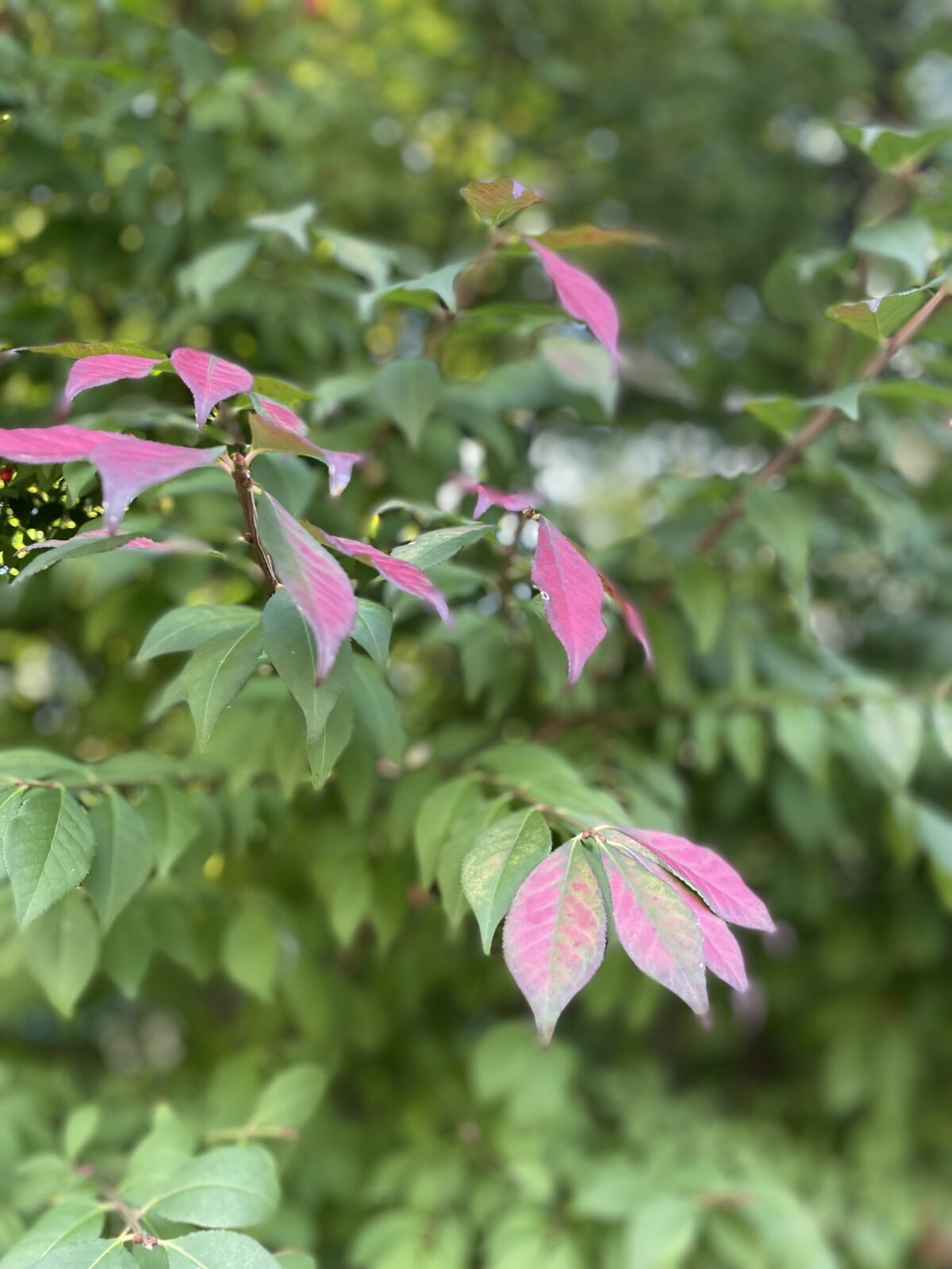 Leaf Peeping In My Neighborhood – Dancing at the Edge