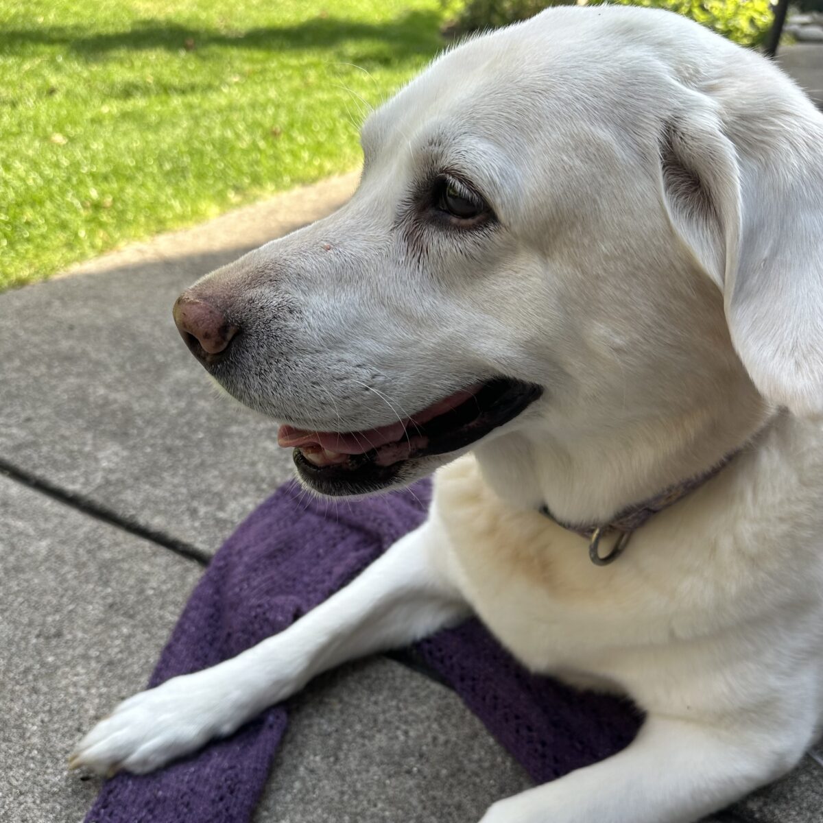 Dancing at the Edge – by Kym Mulhern