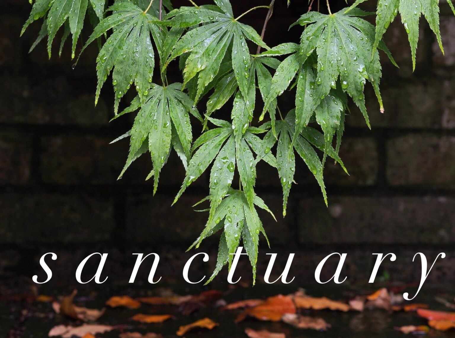 A New Thing . . . Sanctuary – Dancing at the Edge