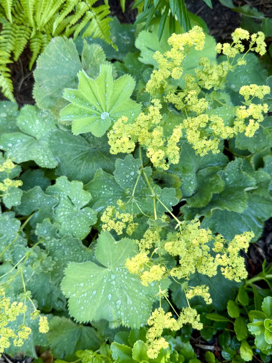 Sanctuary | 07.04.2025 – Dancing at the Edge