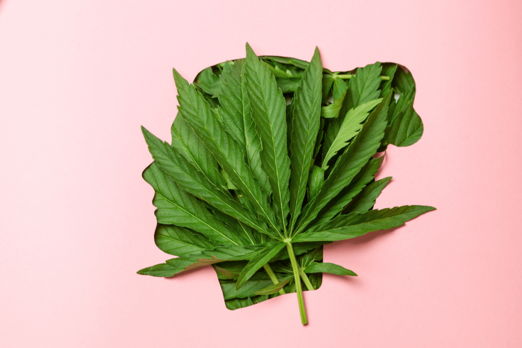 Does Weed Affect Brain Cells? Decoding the Myth for Weed and Brain Cells