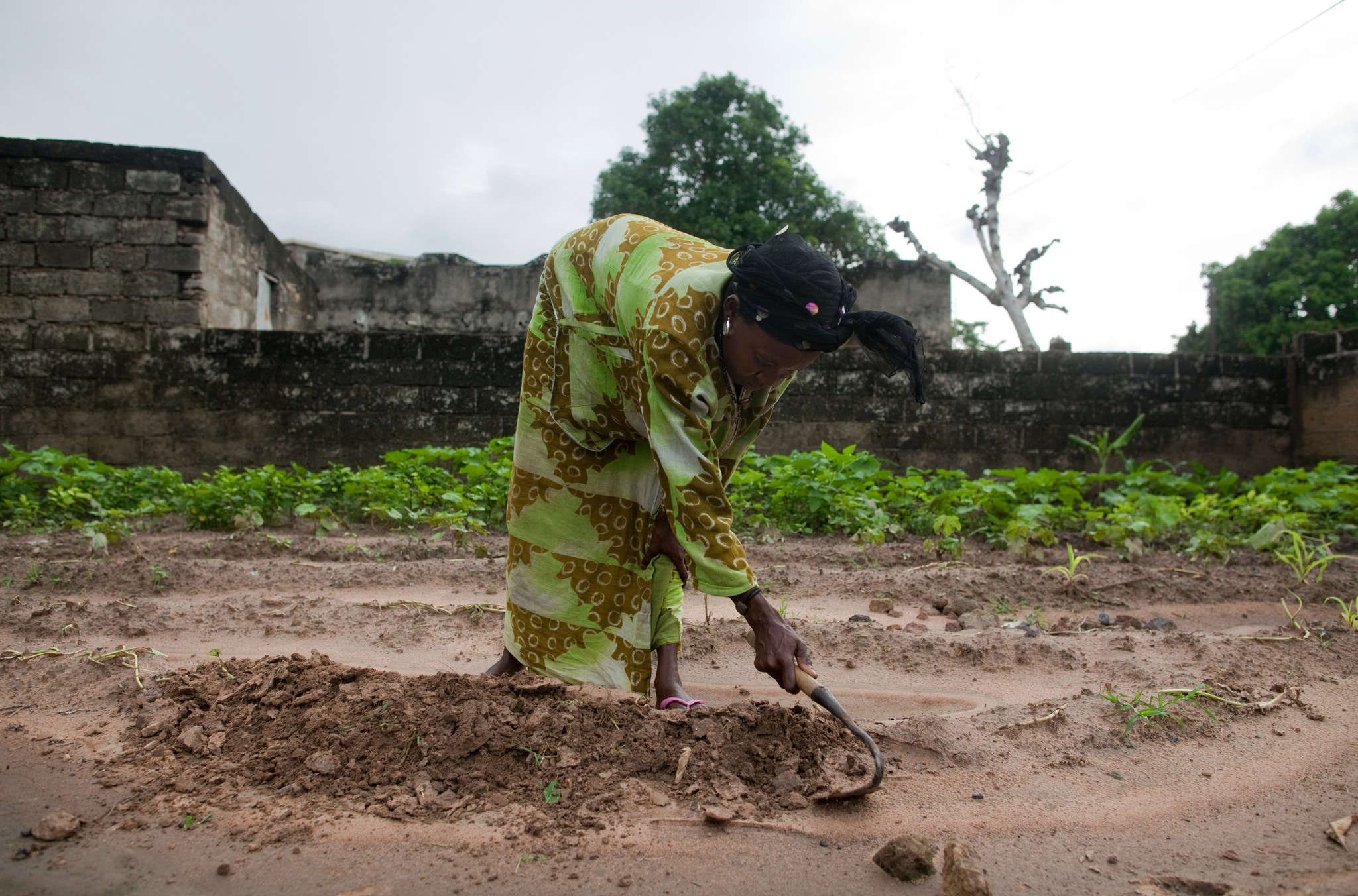 Distributing seeds, fertilizer and pesticides to poor farmers is OUT ...
