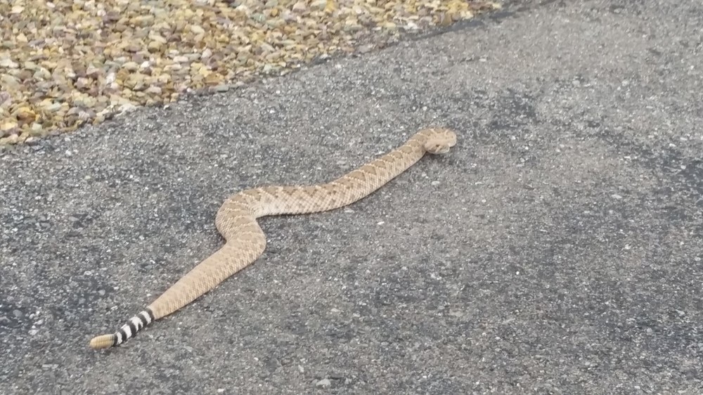 When tar snakes attack - Bike Related Things - BMWSportTouring