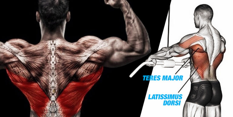 HONEY, DOES THIS MAKE MY LATS LOOK BIG? – Bodybuilding.lk