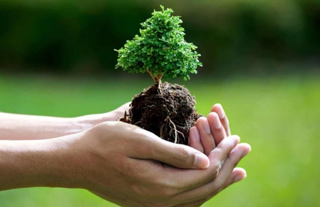 A Tree Limb Fell on Our Neighbor’s Property: Here’s What Happened Next ...