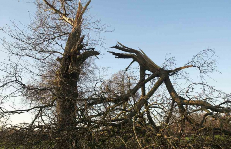 Fun Facts About Trees | Best Pick Reports