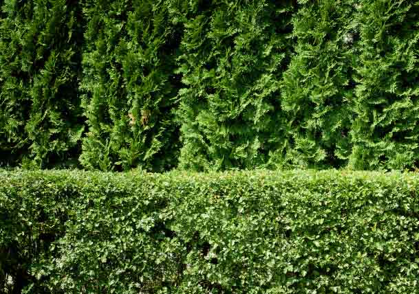 How Privacy Hedges and Shrubs Help Keep Your Home Safe | Best Pick Reports