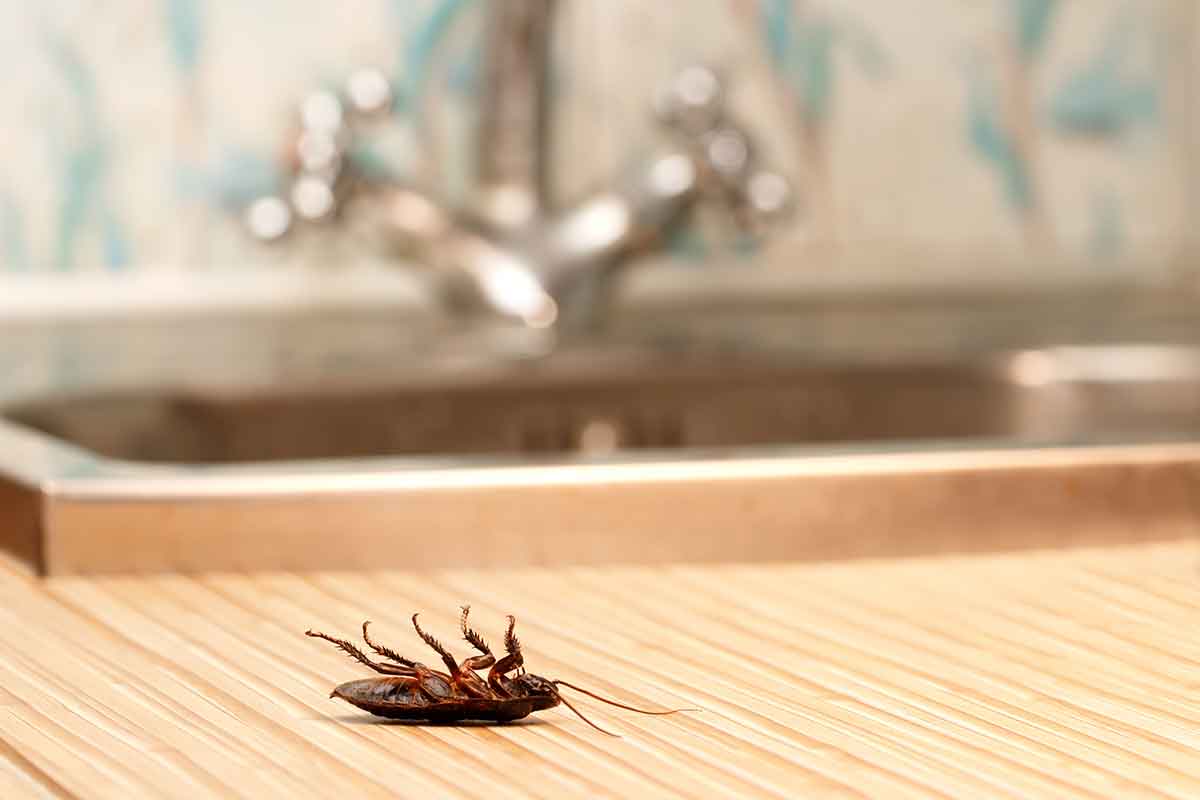 A How-To Guide on Controlling Cockroaches at Home | Best Pick Reports