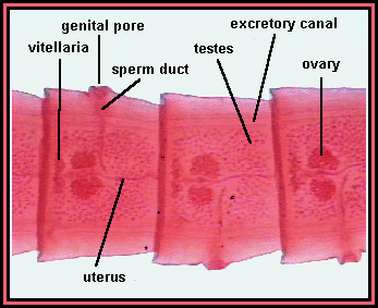 Tapeworm Proglottids Labeled