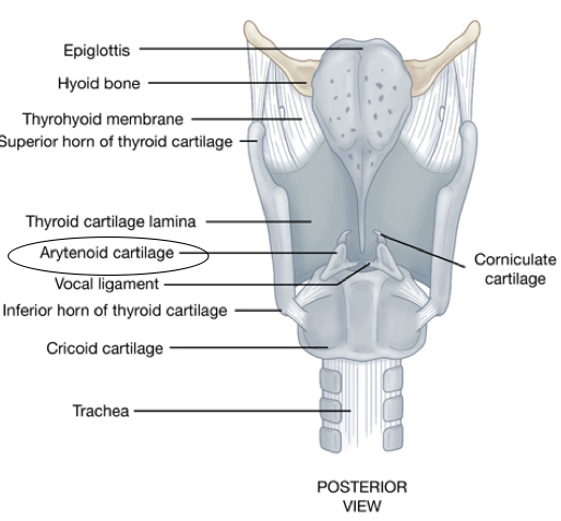 Cricoid Cartilage Lamina