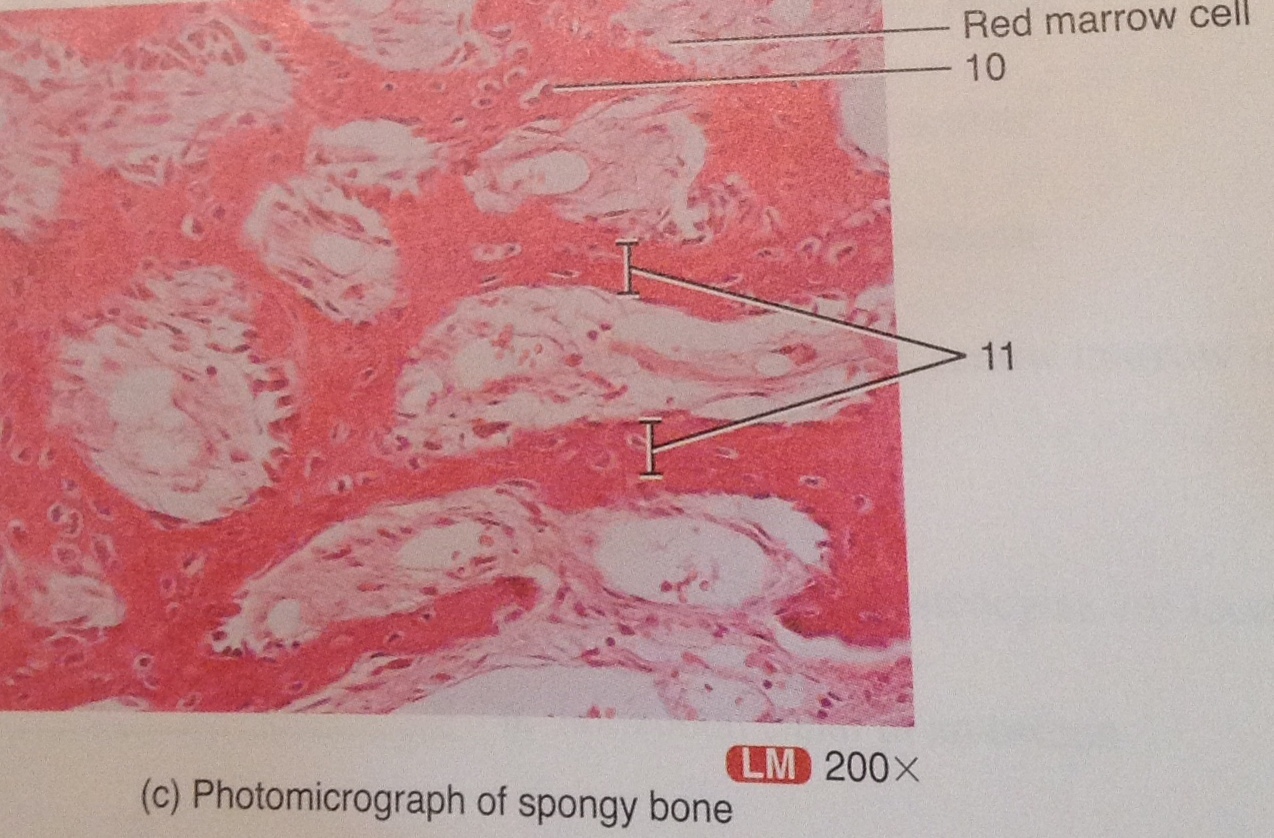Spongy Bone Under Microscope