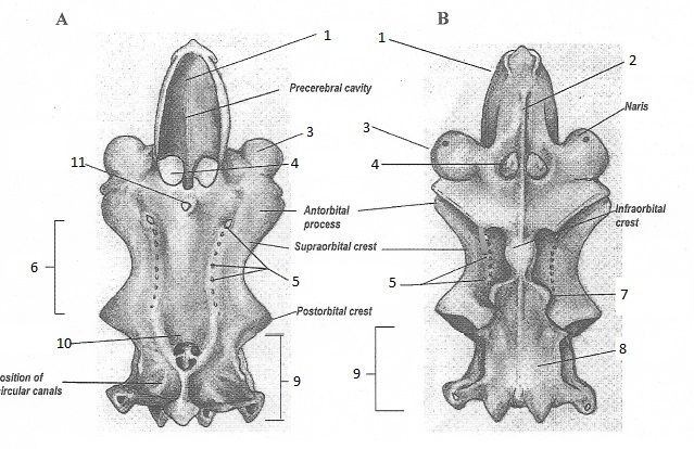 Dogfish Shark Brain Anatomy