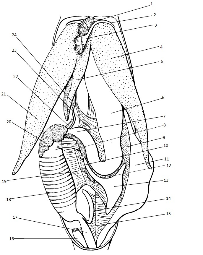 Dogfish Shark Digestive System