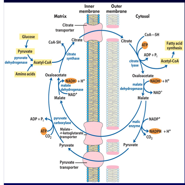 Fatty Acid Synthesis Citrate