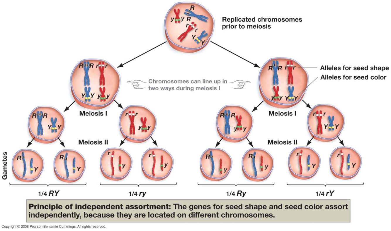 Law Of Independent Assortment Metaphase 1