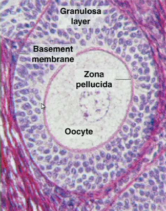 Zona Pellucida Histology