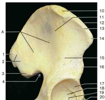 Internal Lip Of Iliac Crest
