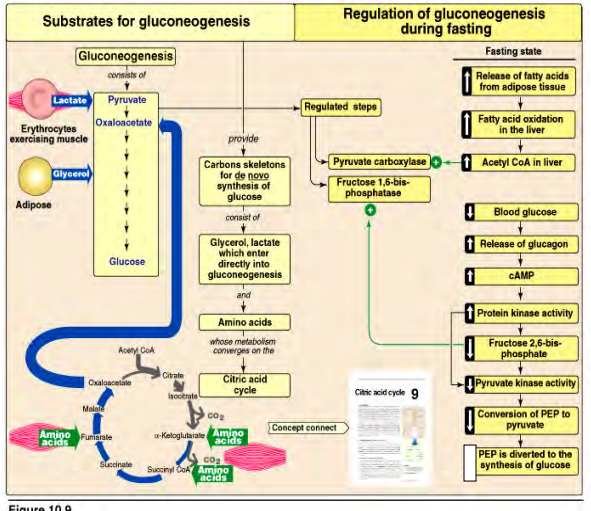Glycolysis And Gluconeogenesis Concept Map