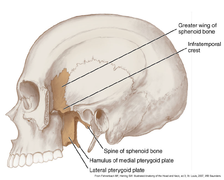 Infratemporal Crest Of The Sphenoid Bone