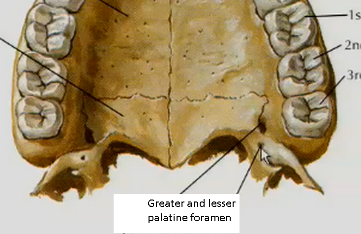 Incisive Fossa Of Mandible
