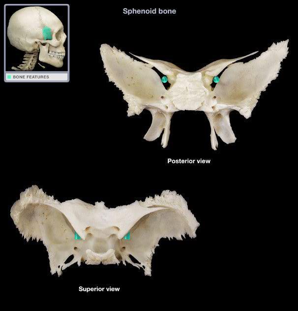 Sphenoid Bone Anatomy Superior View