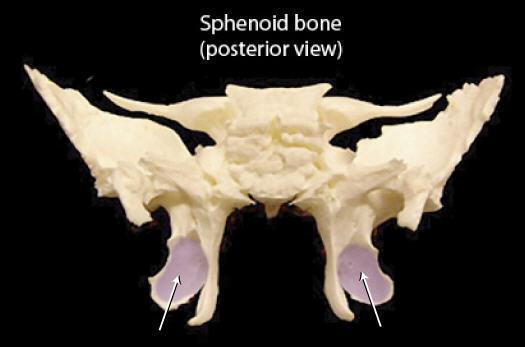 Sphenoid Bone Posterior View