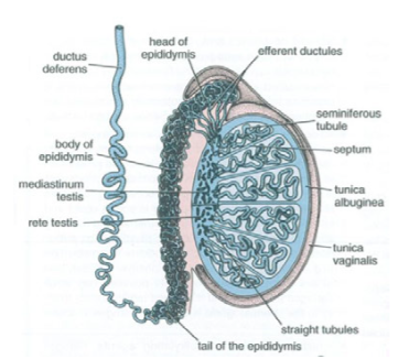 Tubuli Recti Histology
