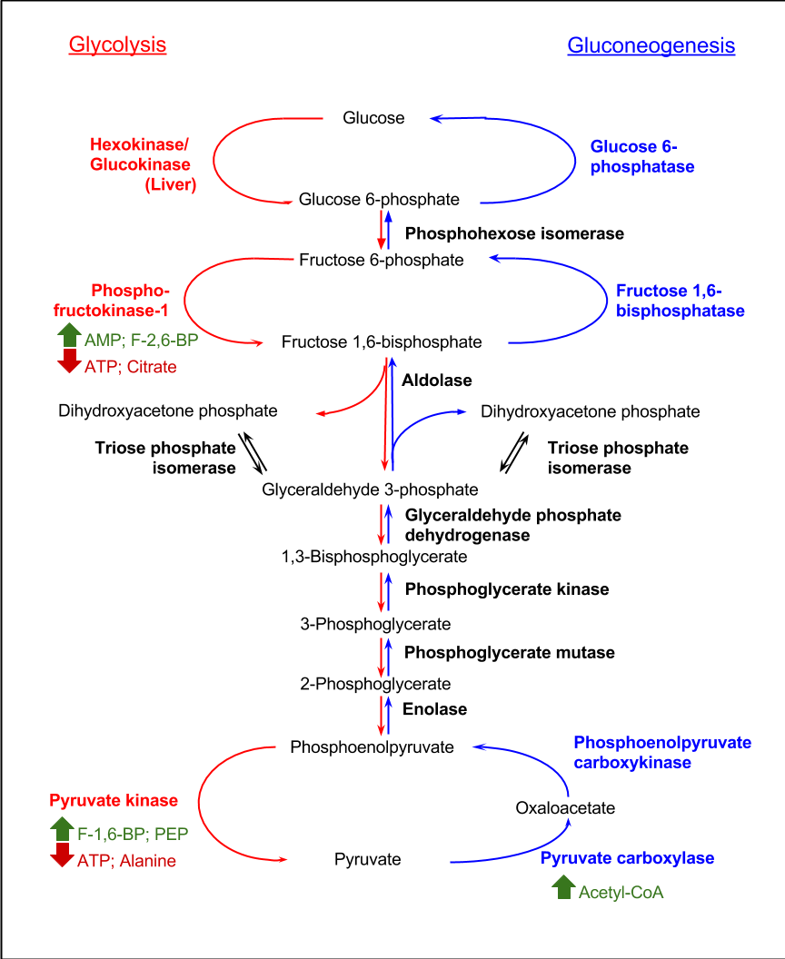 Fructose 6 Phosphate Glycolysis