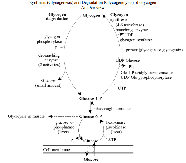 Glycogen Breakdown Pathway
