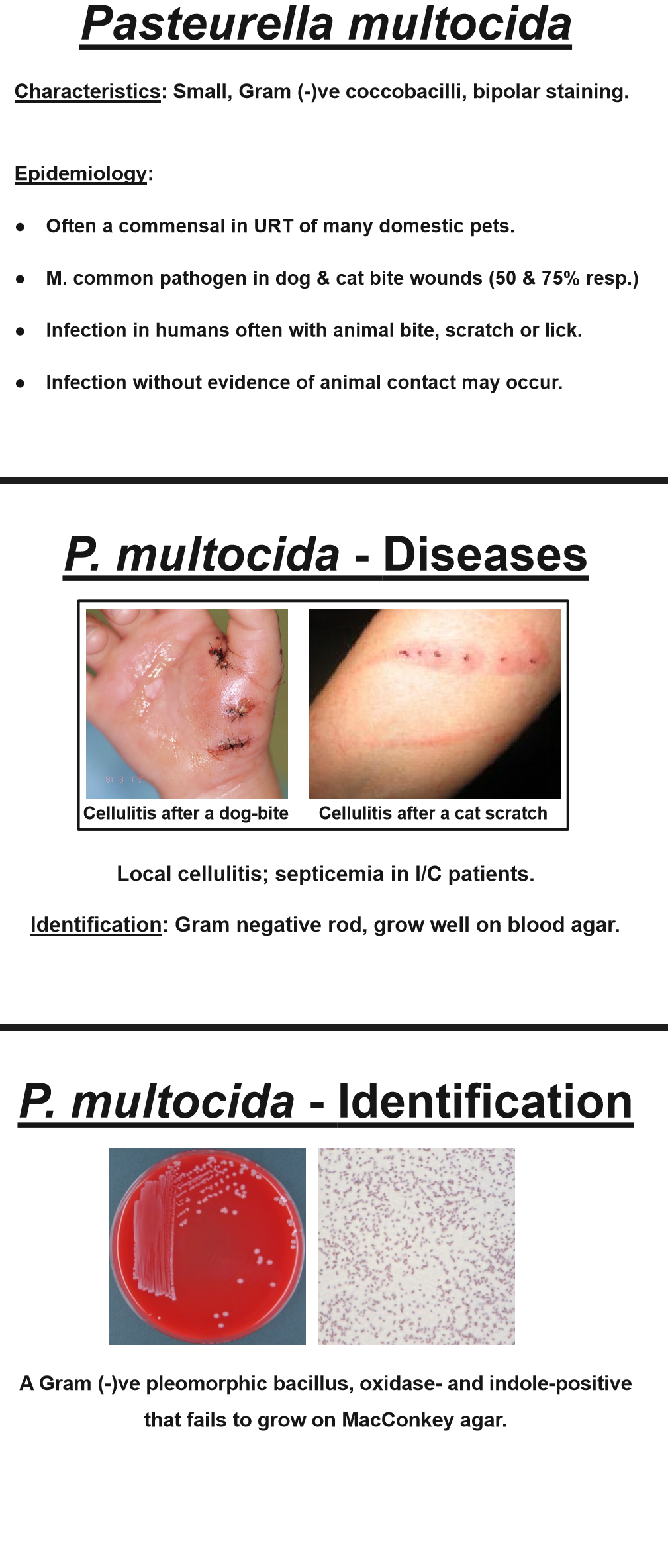 Pasteurella Multocida Bipolar Staining
