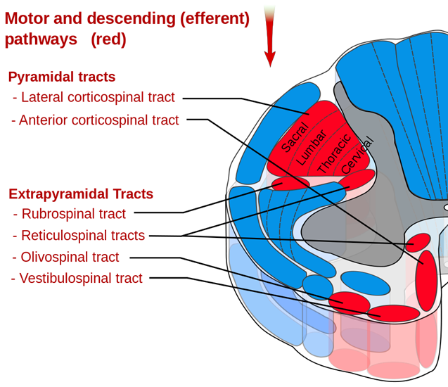 Extrapyramidal Tract