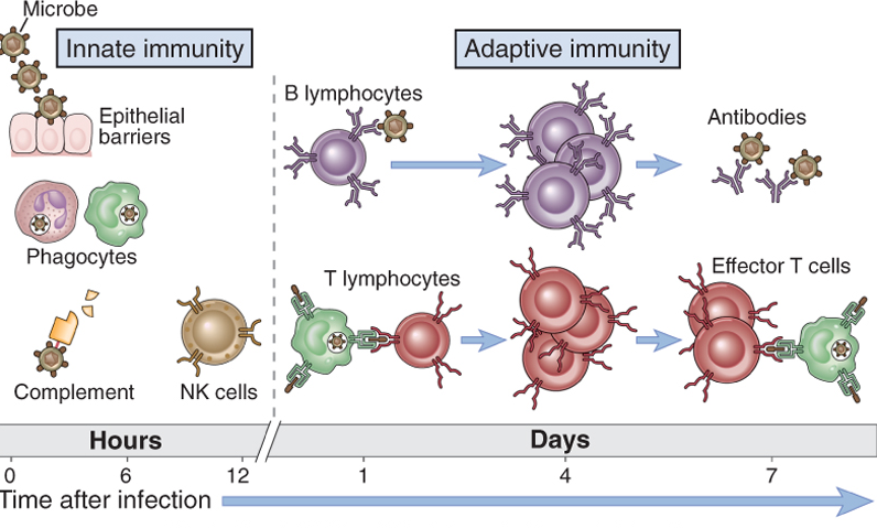 Adaptive Immune System Diagram
