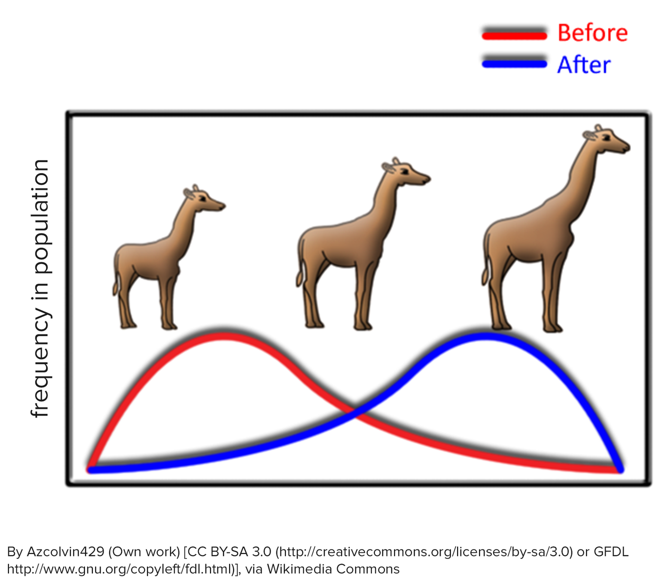 Evolution for AP® Biology | Brainscape
