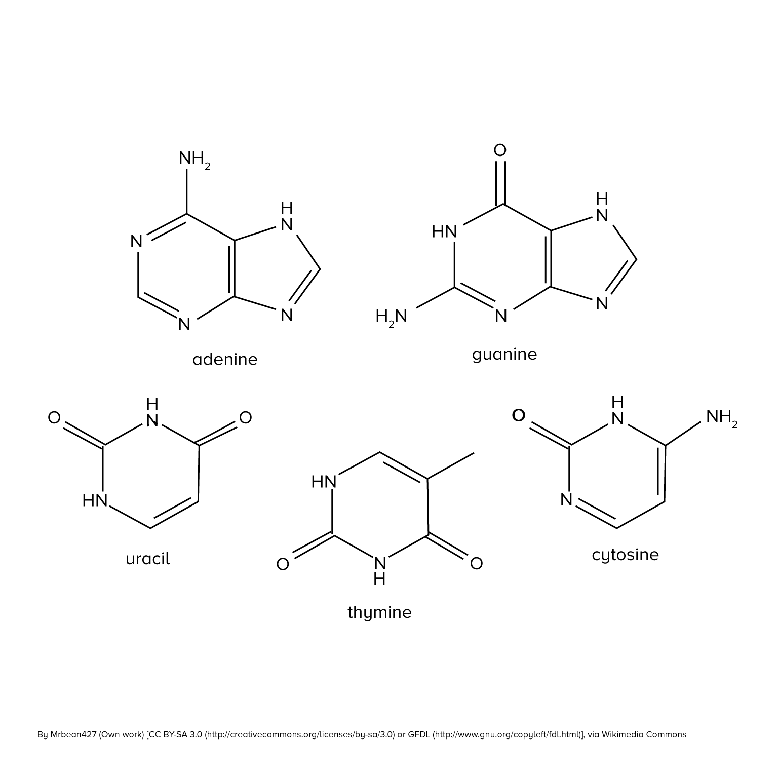 DNA, RNA, and Protein for AP® Biology