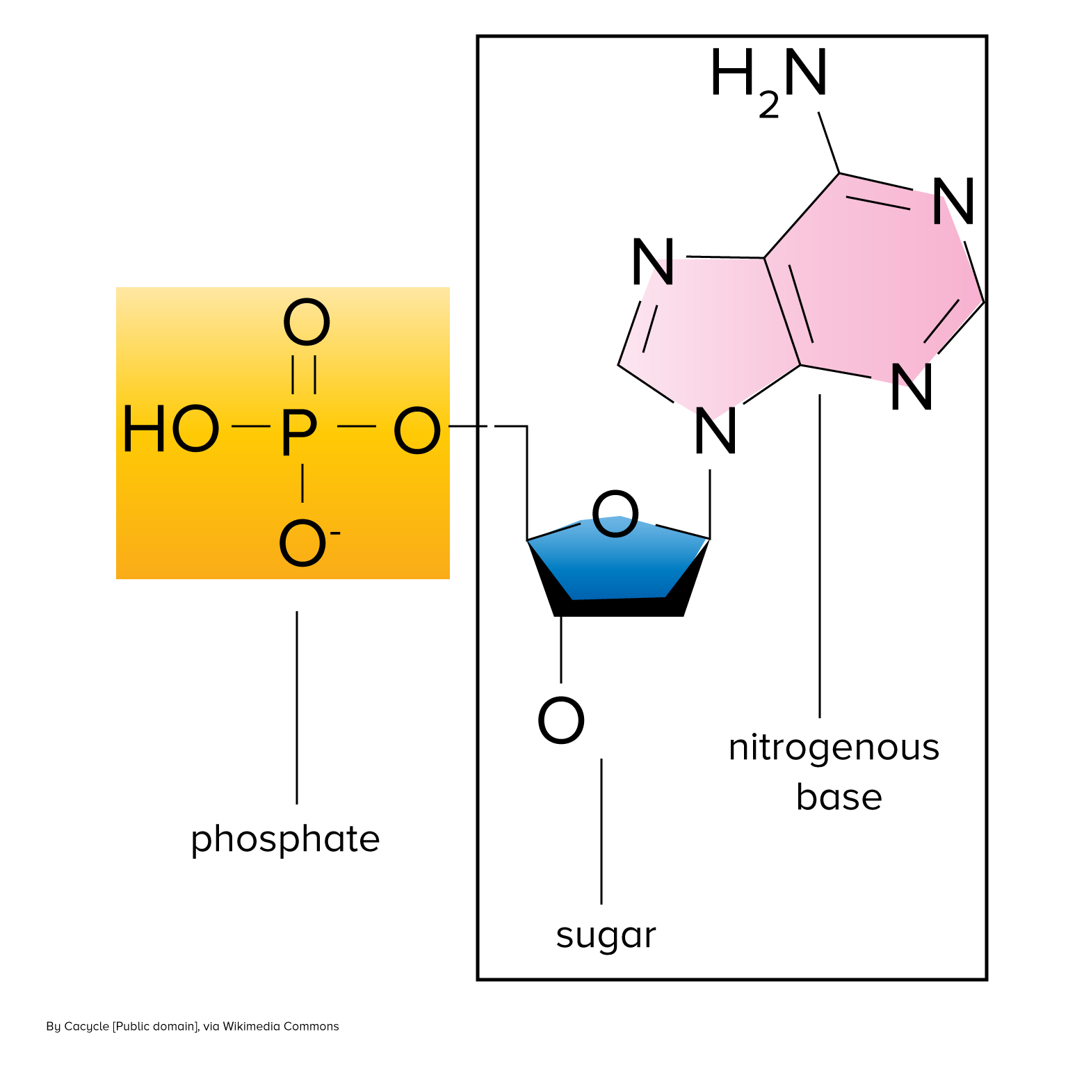 DNA, RNA, and Protein for AP® Biology