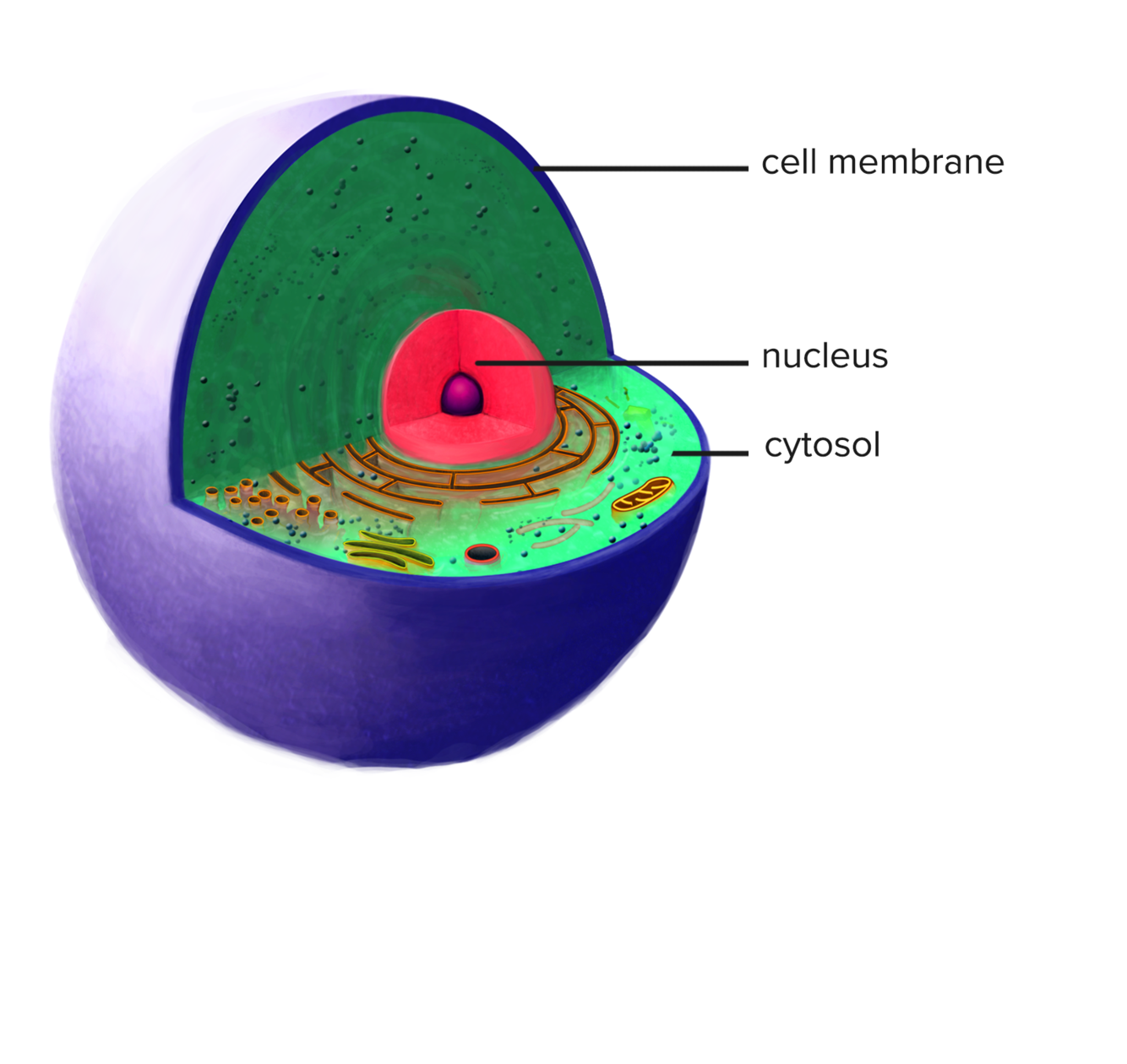 Cell Structure for AP® Biology | Brainscape