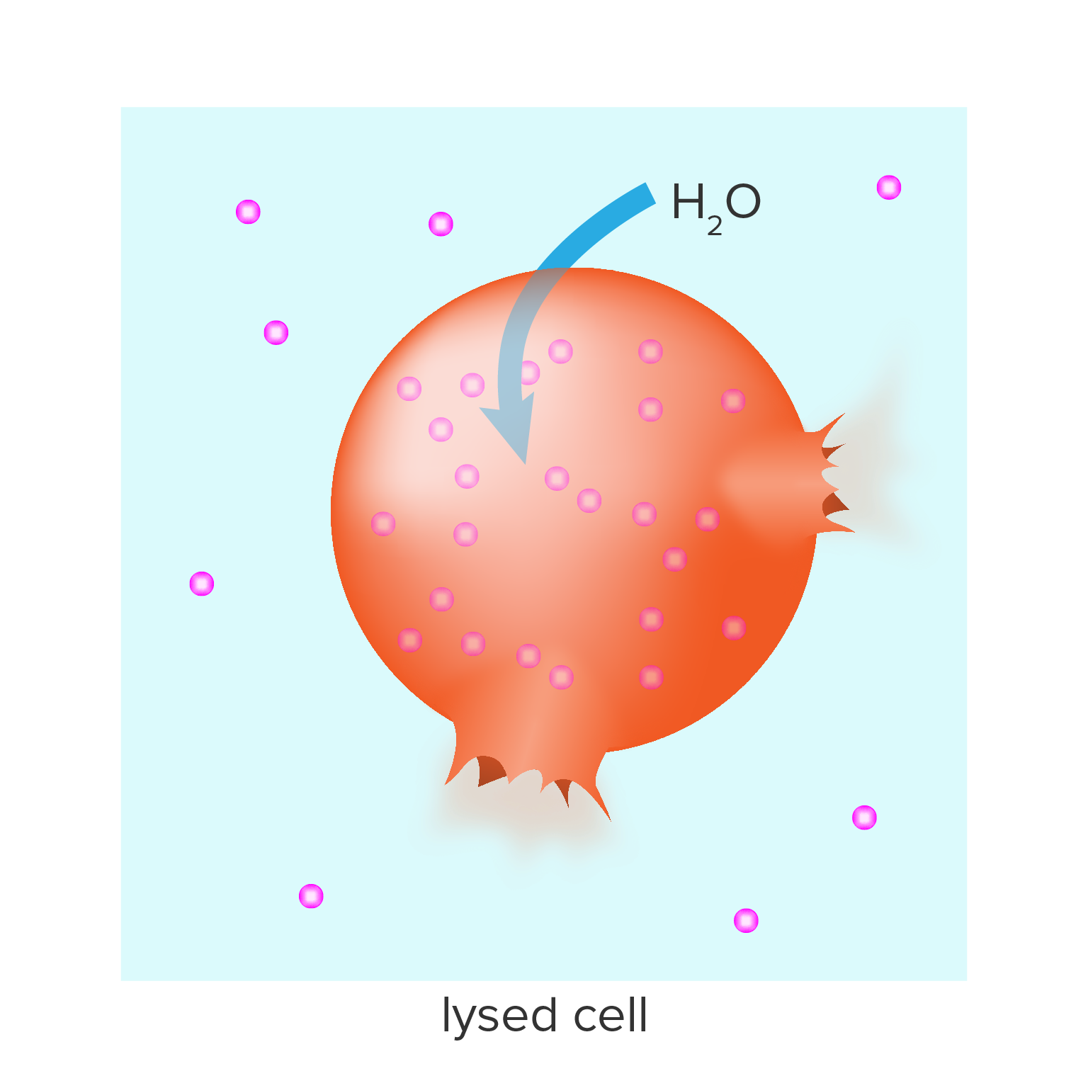 Cell Structure for AP® Biology