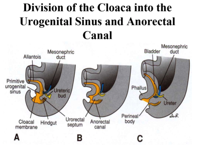 Urogenital Sinus Embryology