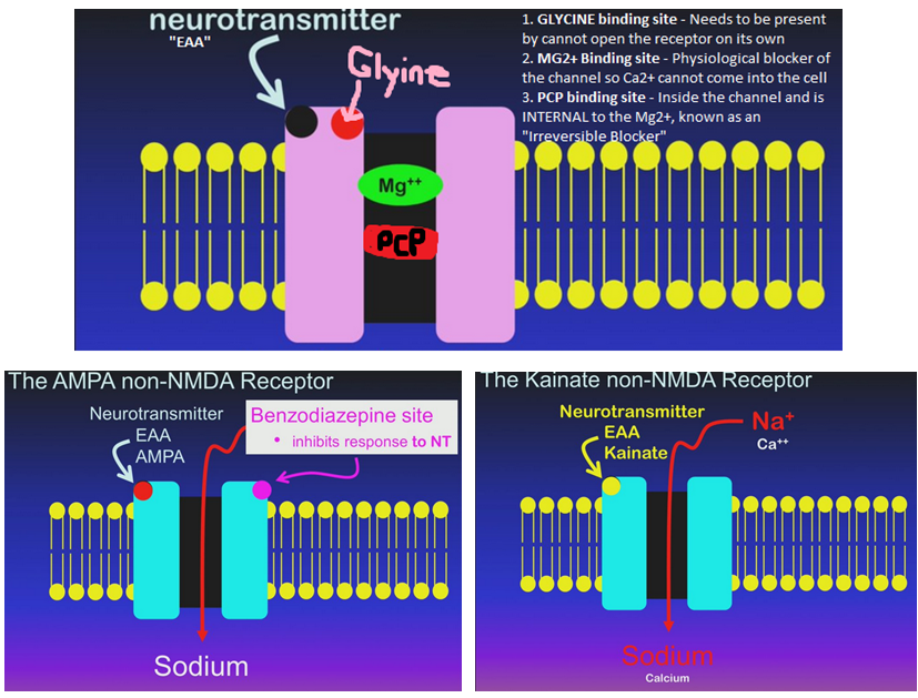 Physiologic Mechanisms of Excitotoxicity Flashcards by Alexander Shinn ...